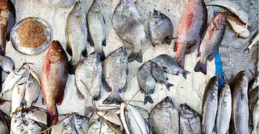 Fish tales from Mandovi in Goa | Goa | fishing | fishermen | Goan ...