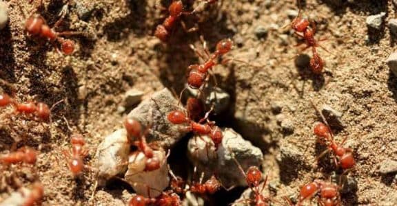 A shrine for ants in God's Own Country