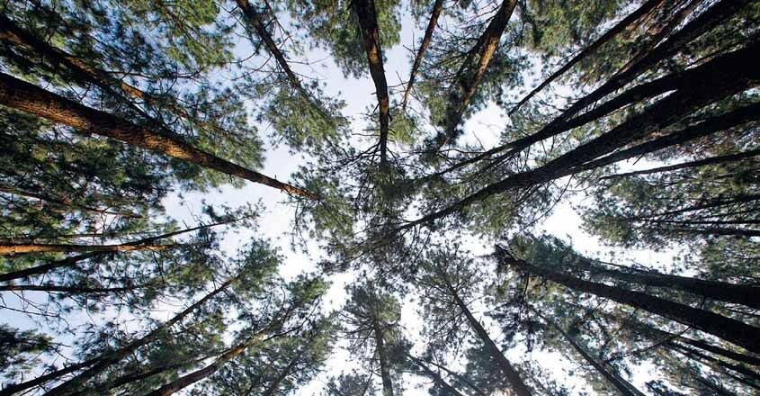 Vagamon – the jewel in the crown of Idukki