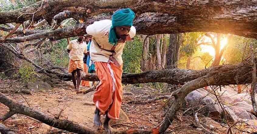 Log cabins of Chinnar are a traveller's dream | wildlife sanctuary ...