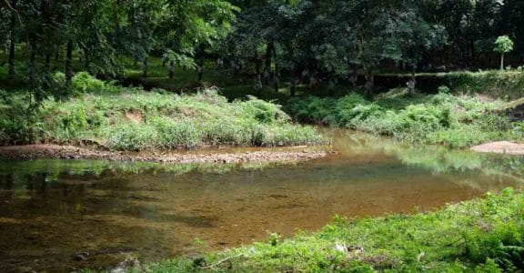 Drive to Mampazhathara through a forest path that Google can't take you ...