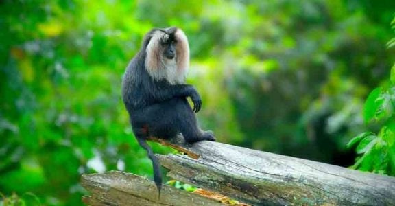 Experience wildlife at Gavi this season | Flora | Fauna | Kerala | Eco ...