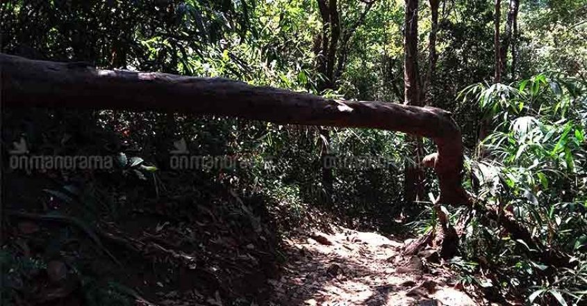 Bond with nature while you trek to Meenmutty waterfalls | Waterfalls ...
