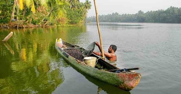 Chettuva in Thrissur: Flaunting Kerala’s biggest mangrove forest ...