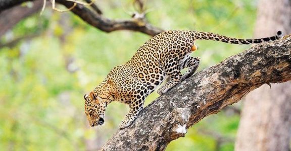 Bird-photography keeps this couple on the go | Travel | Bird watching ...