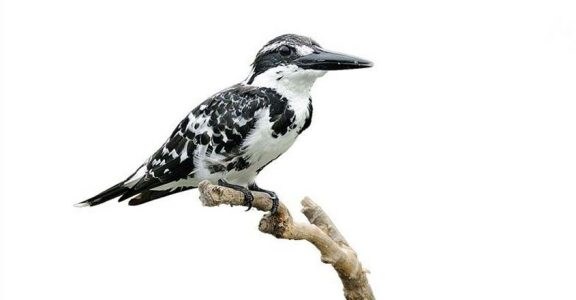 Bird-photography keeps this couple on the go | Travel | Bird watching ...