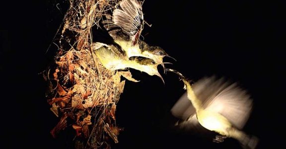 Meet Sabari, who paints wildlife one photo at a time | Wildlife ...