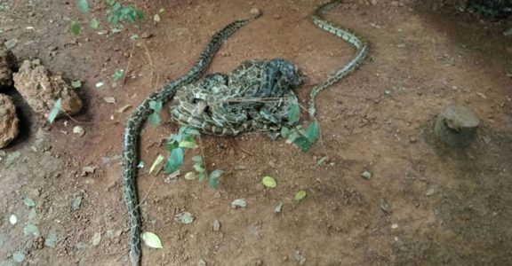 Thrilled by snakes? These places in India are heaven for ophidiophiles ...