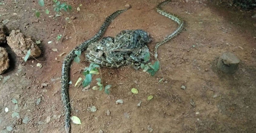 Thrilled by snakes? These places in India are heaven for ophidiophiles ...