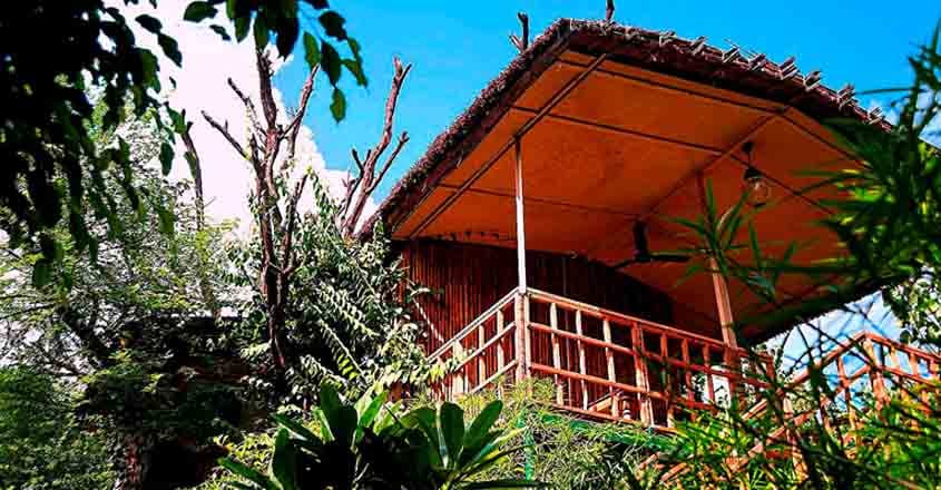 Branch out your travel interests and climb up India's popular tree ...