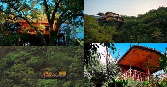 Branch out your travel interests and climb up India's popular tree ...