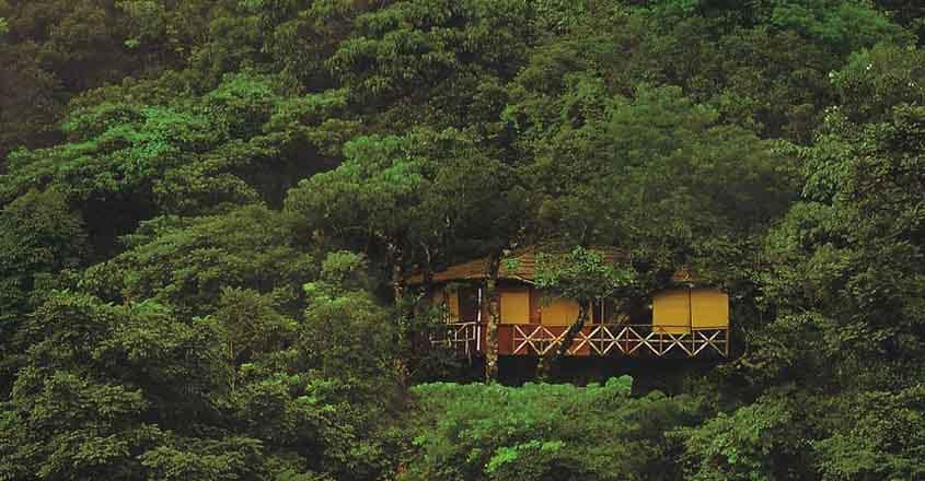 Branch out your travel interests and climb up India's popular tree ...