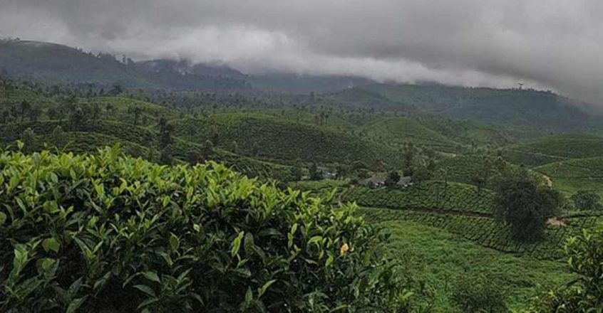 The view from Valparai and the tiger sanctuary | Kerala | Manorama English