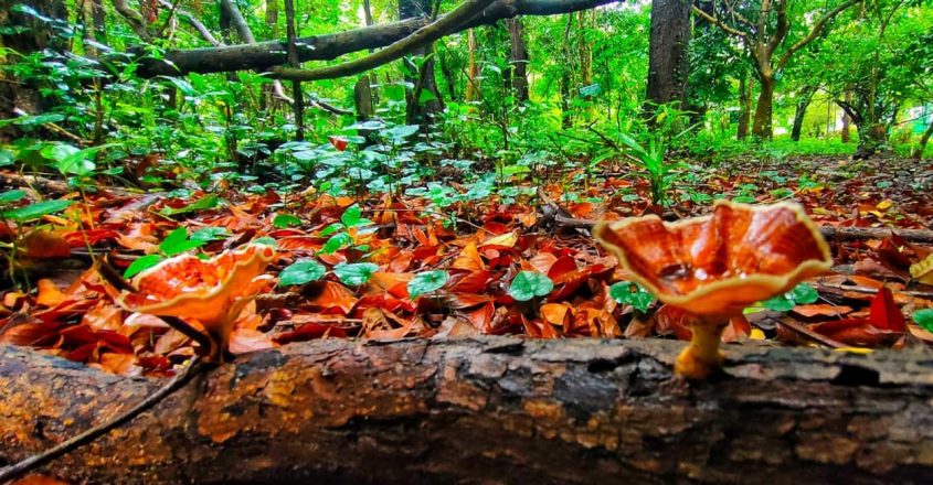 Vanaparvam, where nature is mystical and alluring | Travel | Onmanorama