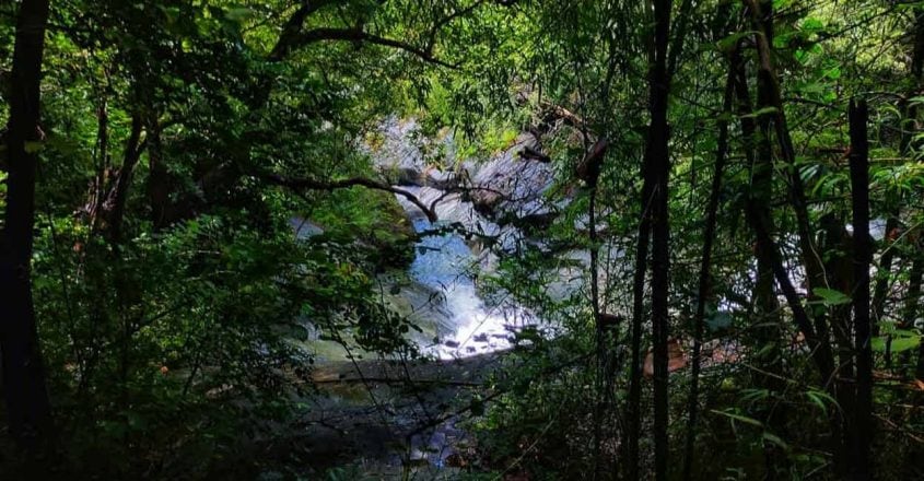 Vanaparvam, where nature is mystical and alluring | Travel | Onmanorama