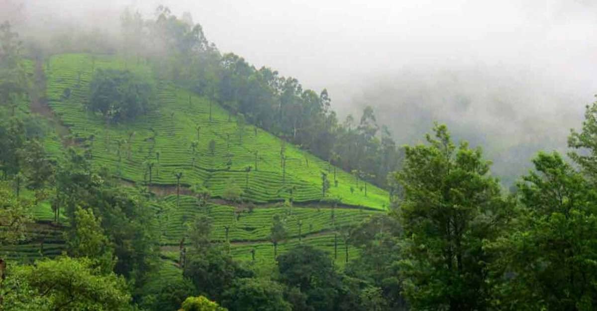പഴങ്ങളും പച്ചക്കറികളും വിളഞ്ഞു നിൽക്കുന്ന മഞ്ഞുമൂടിയ വട്ടവട | The land ...