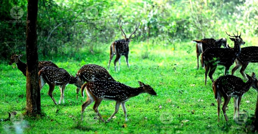 Experience a serene trip through Parambikulam Tiger Reserve on budget ...