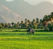 Kollengode: Kerala's serene border village that found a place among ...