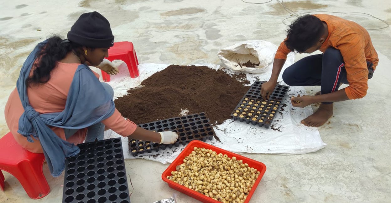 Saffron flowers bloom in sandalwood yards of Kanthalloor | Kerala ...