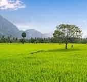 Palakkad's Kollengode: What to see in the Kerala village that impressed ...