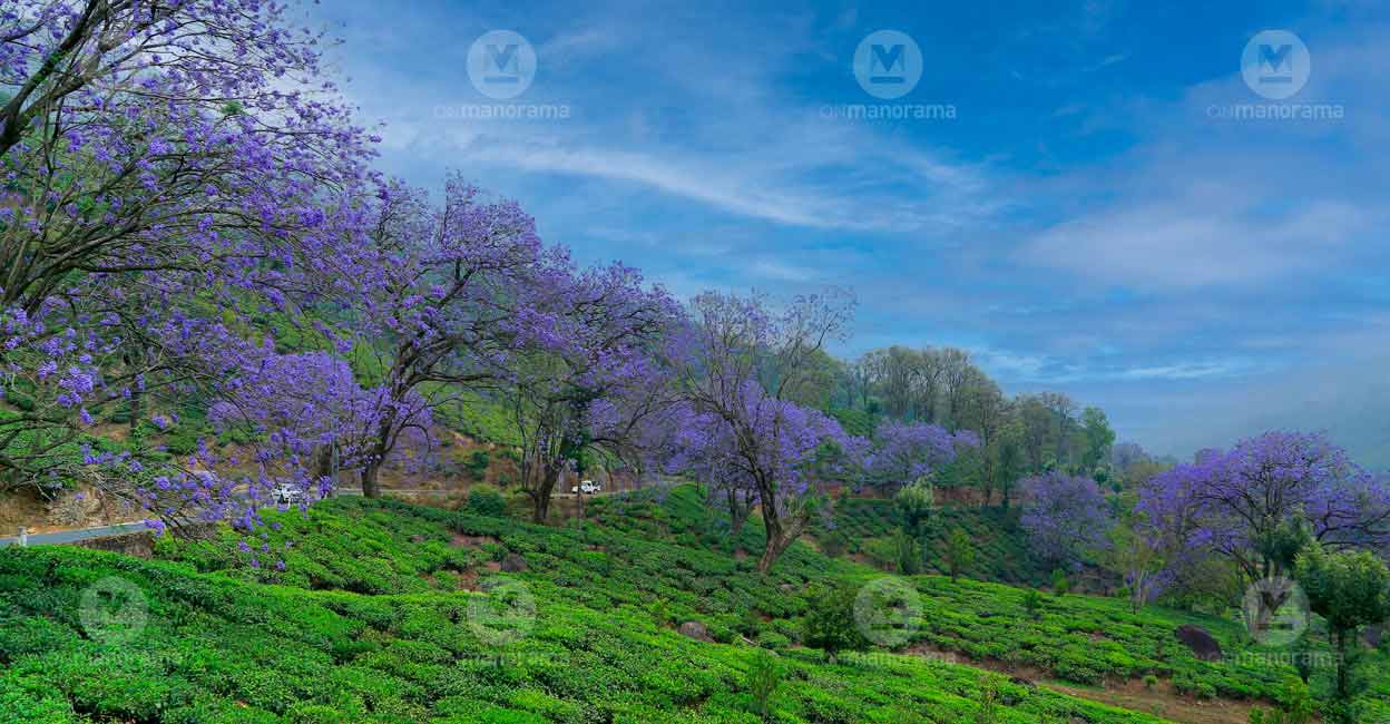 Jacaranda trees in full bloom attract visitors to Munnar | Kerala ...