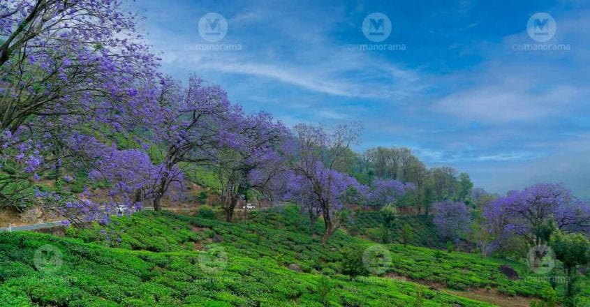 Jacaranda trees in full bloom attract visitors to Munnar | Kerala ...