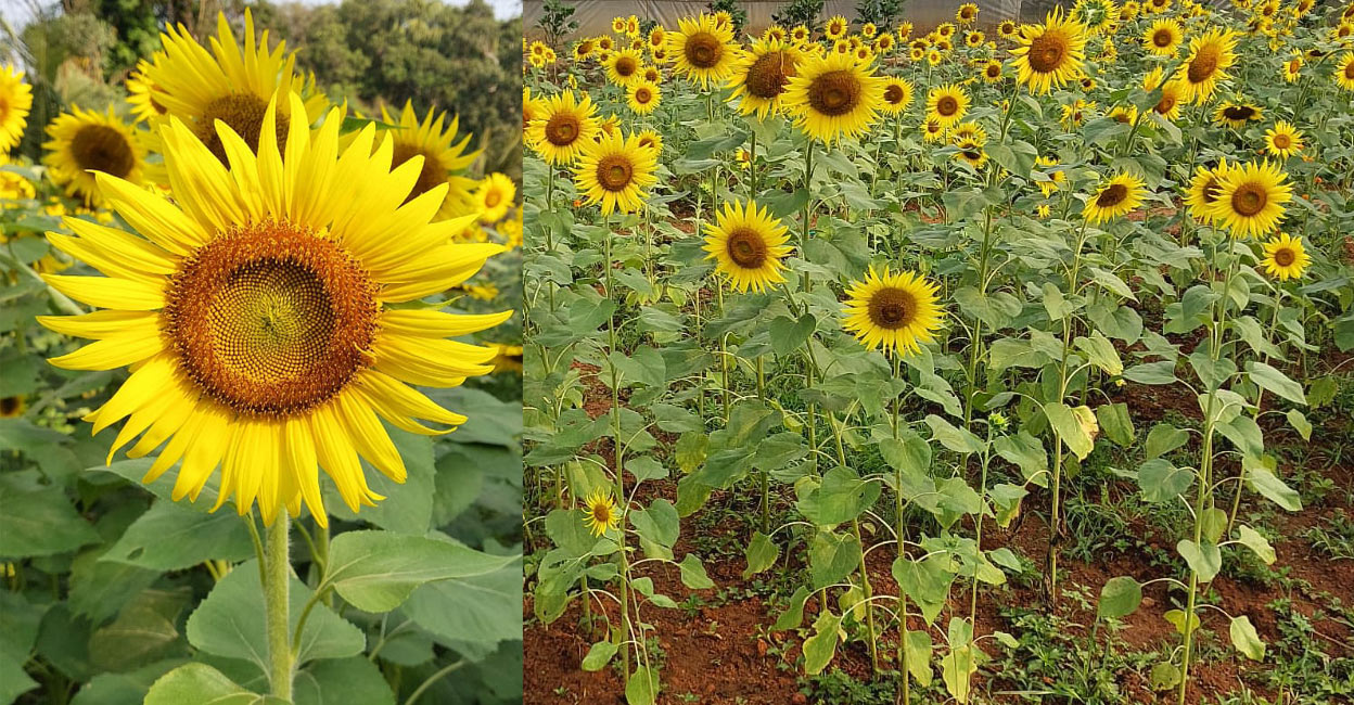 Kerala's coastal sunflower field, interspersed with organic veggies ...