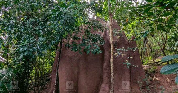 Emerging spots: Kasaragod farm stay offers fruits, glass bridges, ant ...