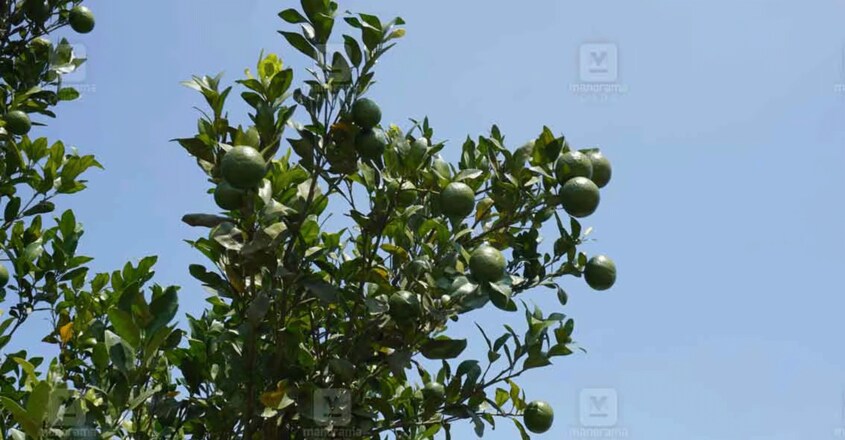 This government farm in Nelliyampathy shows the way in fruit ...