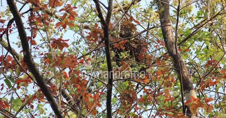 We bet you haven’t seen these five things at Vazhachal | Pix