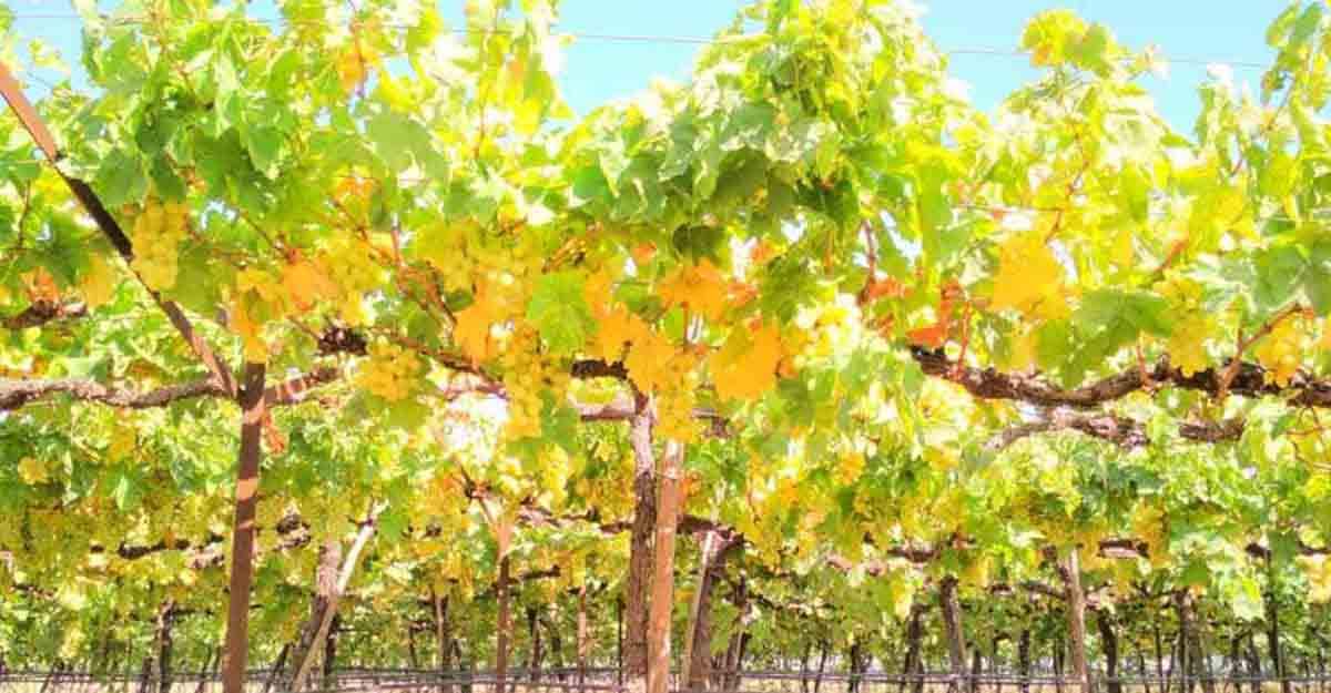 Touring some of the most fascinating orchards in India | Onmanorama Travel