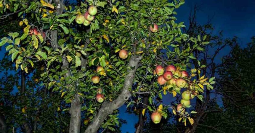 Touring some of the most fascinating orchards in India | Onmanorama Travel