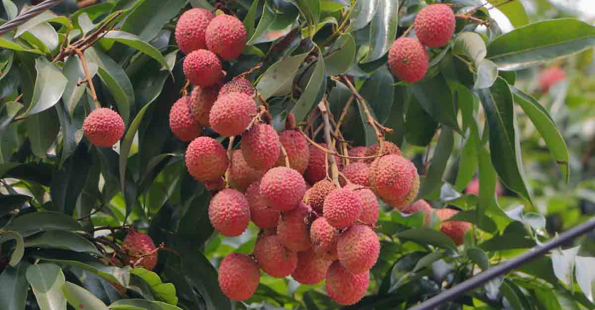 Touring some of the most fascinating orchards in India | Onmanorama Travel