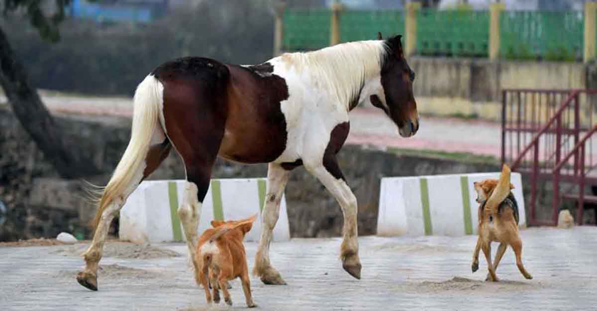 To wintry Siliguri, through the grand Bengal highways | Onmanorama Travel