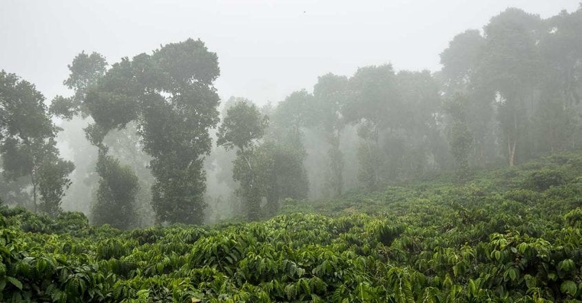 Take a trip to these majestic Indian coffee plantations