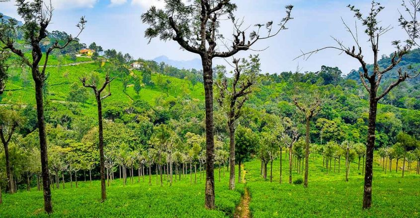 Irresistible Yercaud should be on your travel bucket list this summer