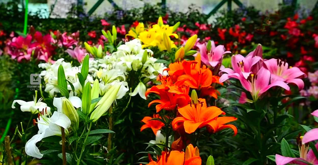 Ooty blooms in myriad hues as the old town hosts the annual flower show