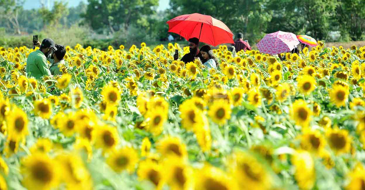 Keralites flock to Roja’s ‘native place’ to bask in charm of sunflowers