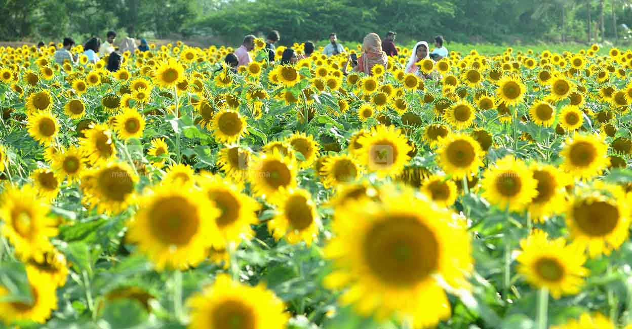 Keralites flock to Roja’s ‘native place’ to bask in charm of sunflowers