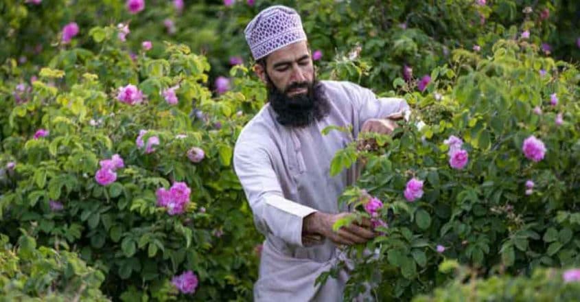 Oman’s Al Jabal Al Akhdar valley comes alive with rose blooms | Beyond ...