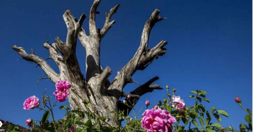 Oman’s Al Jabal Al Akhdar valley comes alive with rose blooms | Beyond ...