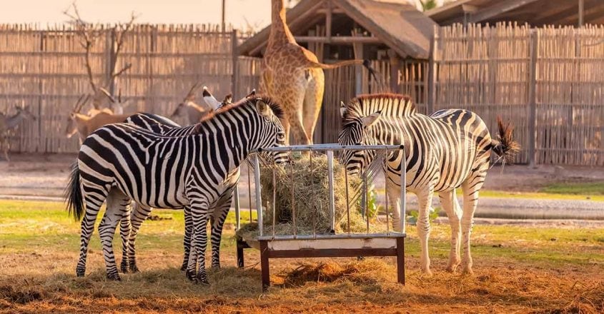 Trivandrum zoo to import 6 zebras, 4 giraffes from abroad