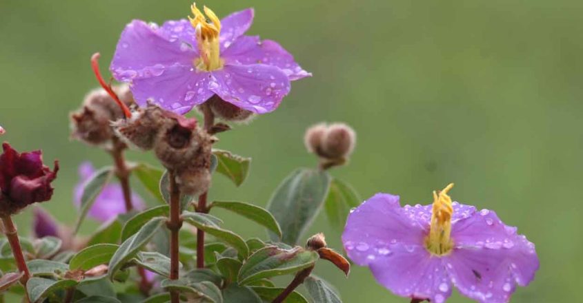 Meghamala opens for tourists as Arikomban no longer poses a threat ...