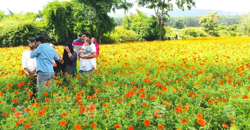 Flower fields of Karnataka spread floral carpets awaiting Onam season ...