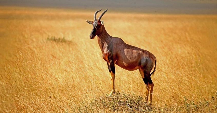 From God's Own Country to the wilderness of Masai Mara | Beyond Kerala ...