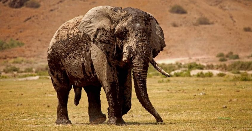 From God's Own Country to the wilderness of Masai Mara | Beyond Kerala ...