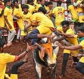 Jallikattu: 2 dead in separate events, over 100 injured; CM announces ...