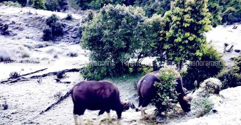 Believe us! These photos are from Kerala's frost-covered Munnar