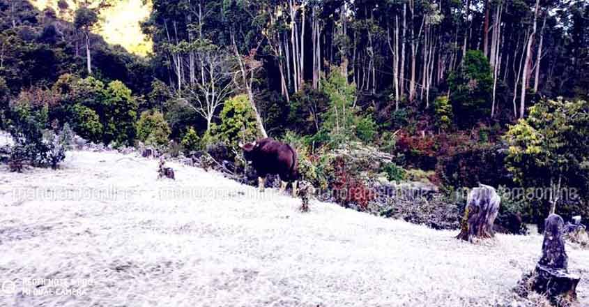 Believe us! These photos are from Kerala's frost-covered Munnar