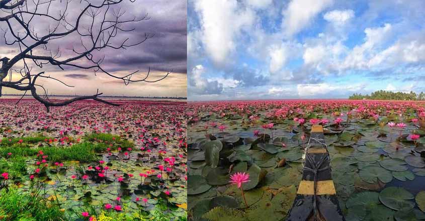 Malarikkal water lily bloom won't wilt any time soon